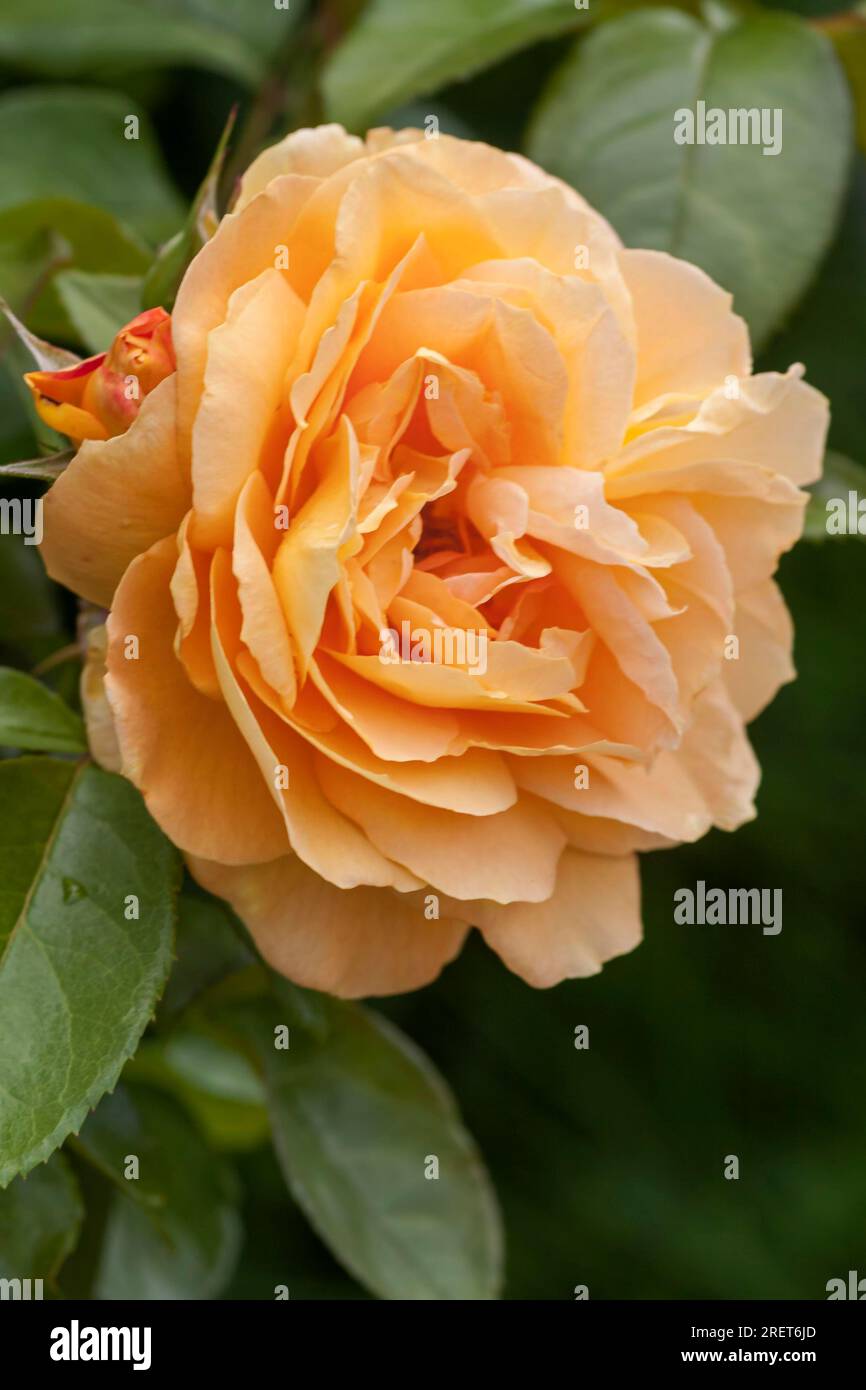 Yellow shrub rose (Rosa Stock Photo - Alamy