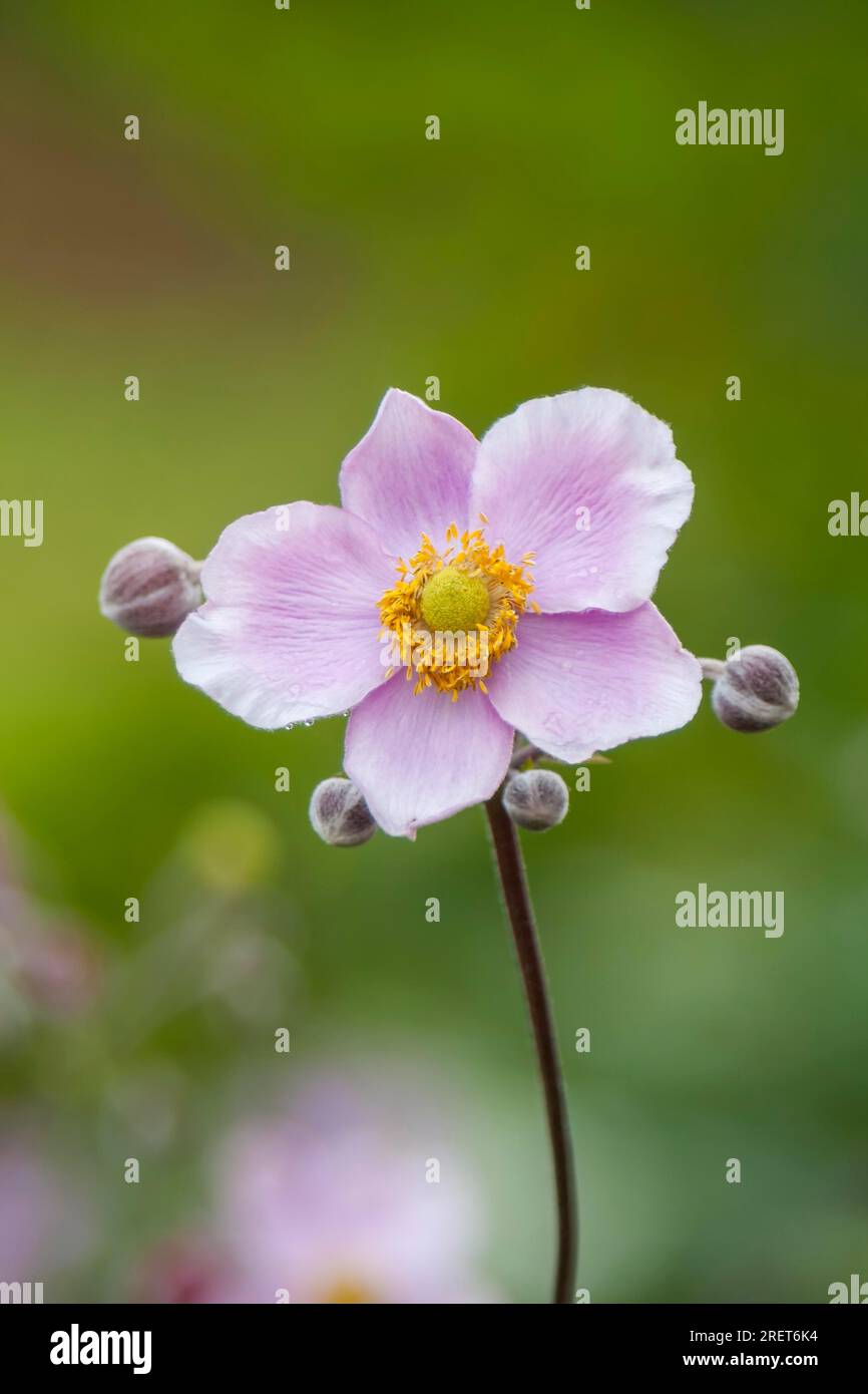 Anemone hupehensis flower bud hi-res stock photography and images - Alamy