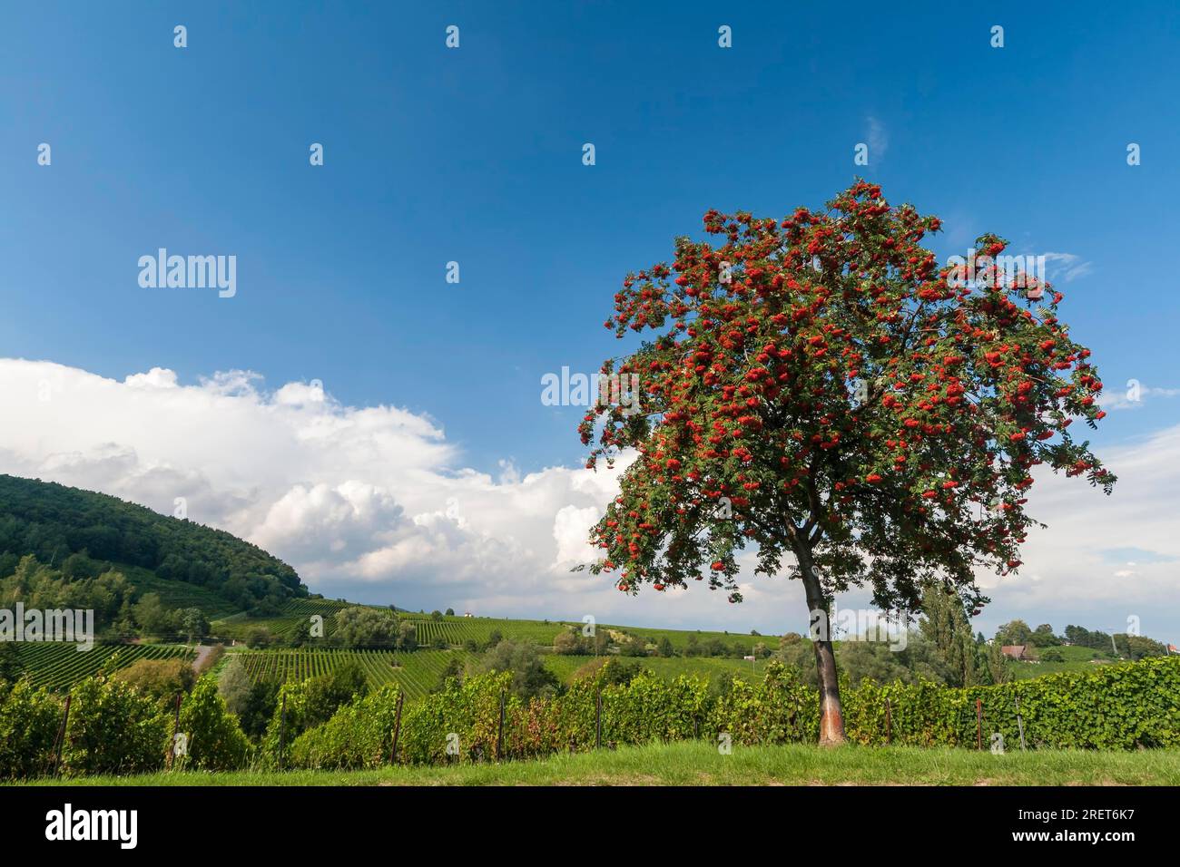 Rowan, mountain ash, european rowan (Sorbus aucuparia) with red berries ...