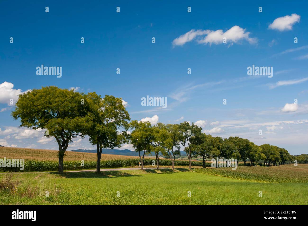 Country road with trees Stock Photo - Alamy