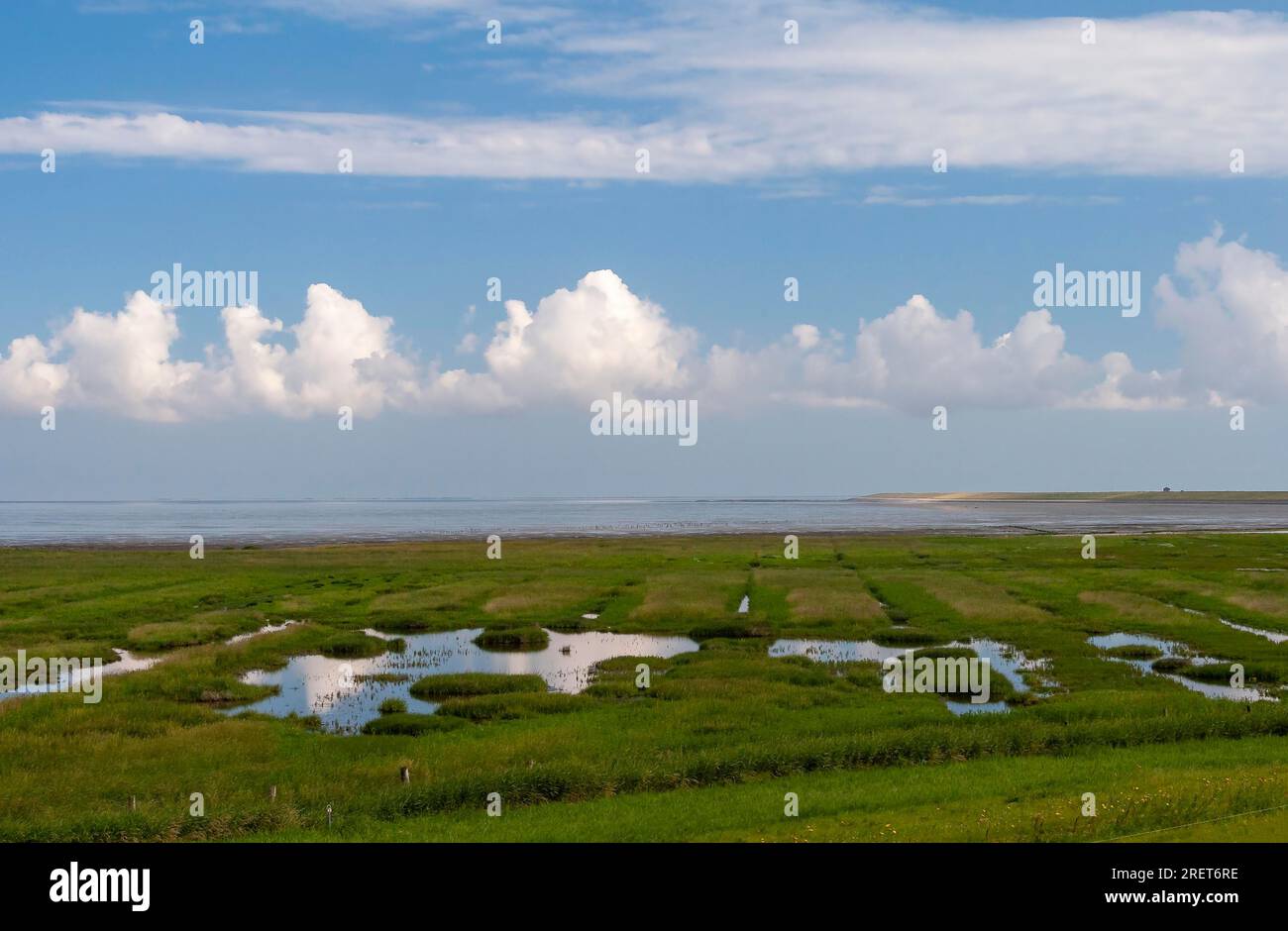 Salt marshes on the North Sea Stock Photo - Alamy