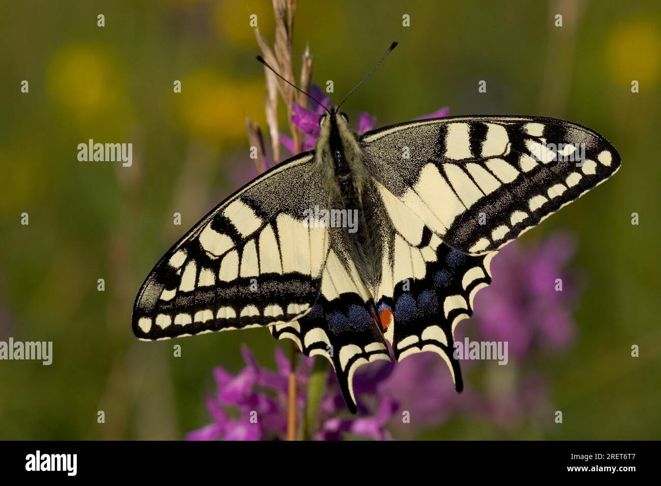 Springling hi-res stock photography and images - Alamy