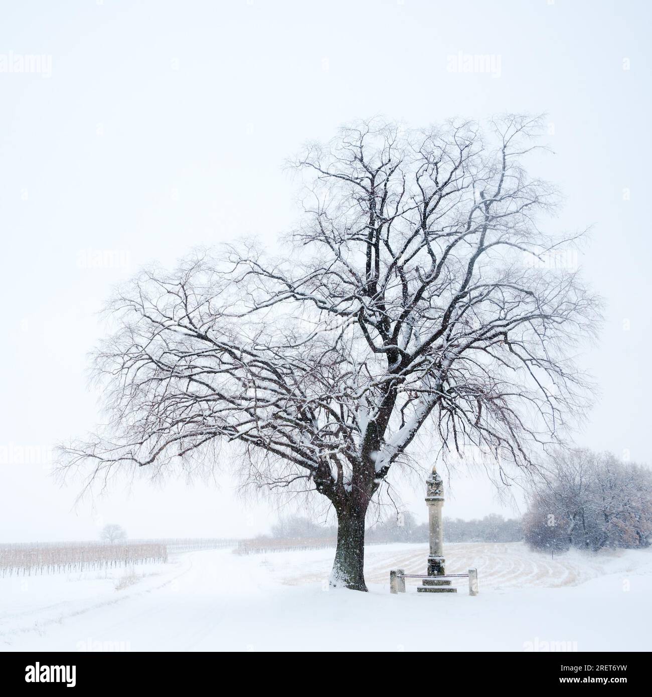 Tree in winter Stock Photo - Alamy