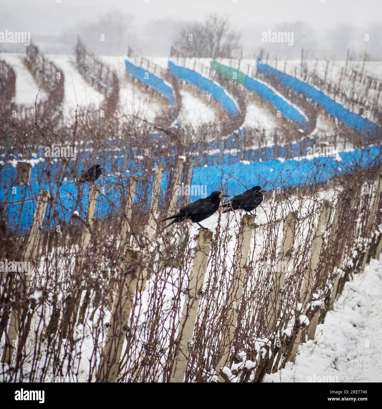 Kraehen im Winter im Weingarten Stock Photo - Alamy