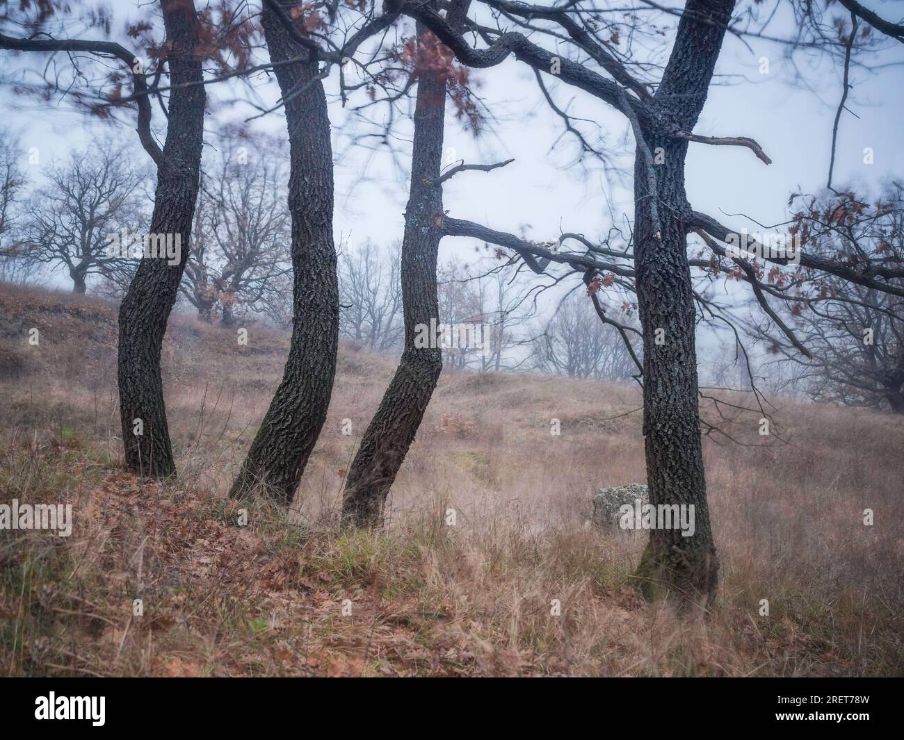 Dancing trees hi-res stock photography and images - Alamy