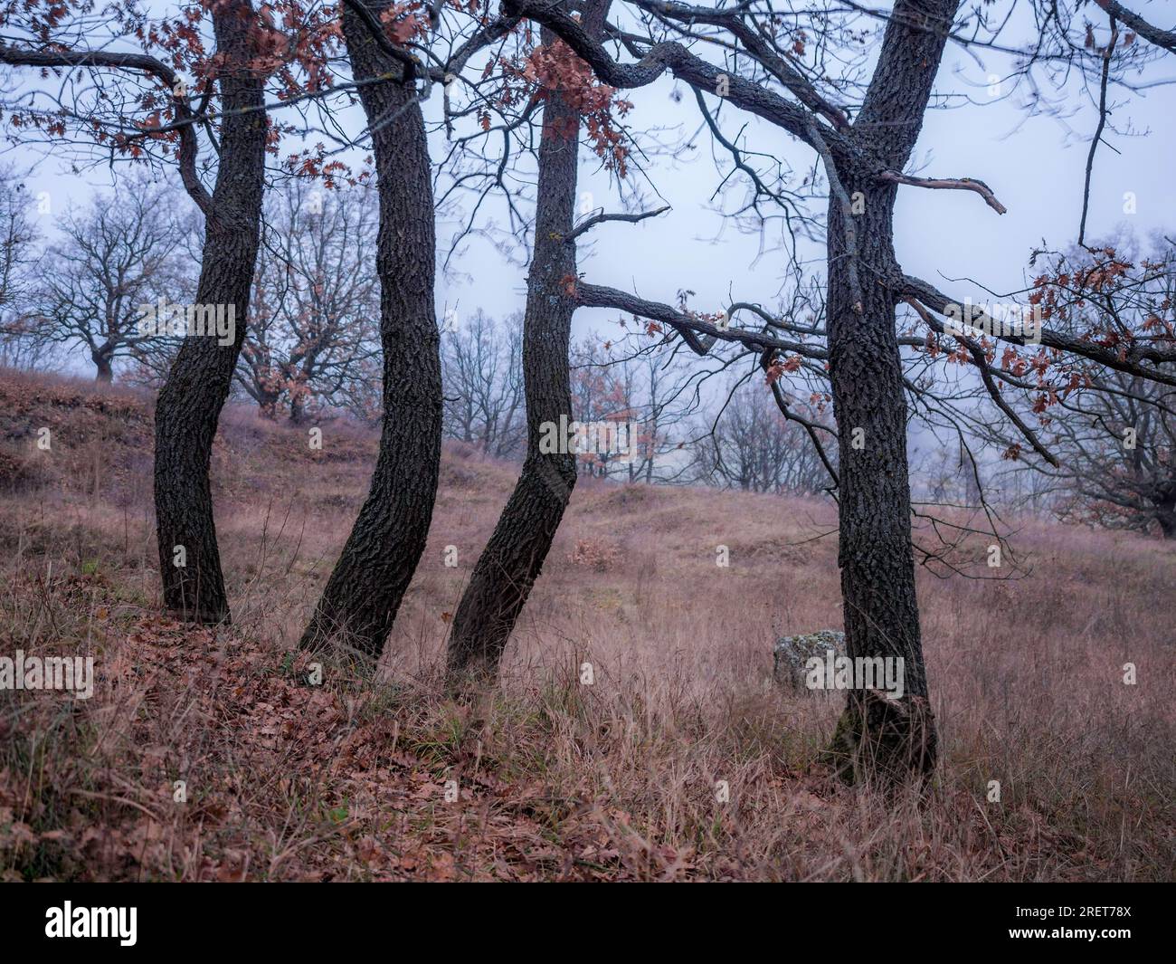 Dancing trees hi-res stock photography and images - Alamy