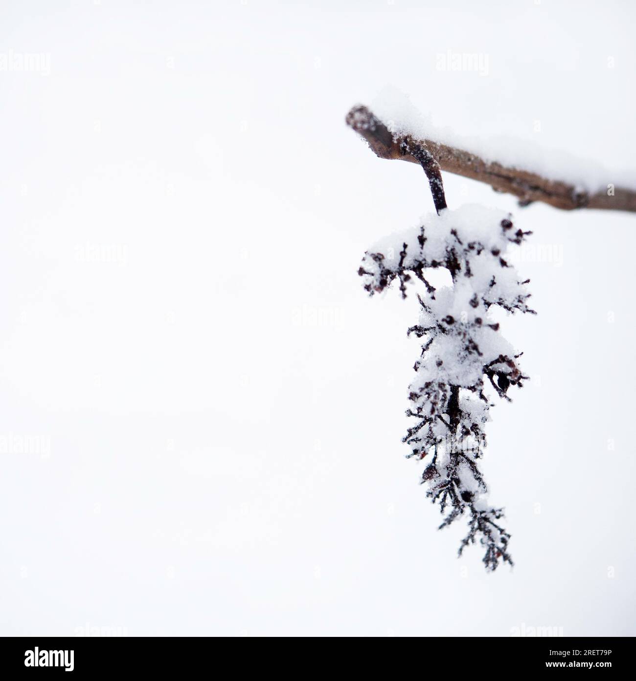 Cultivation of snow hi-res stock photography and images - Alamy