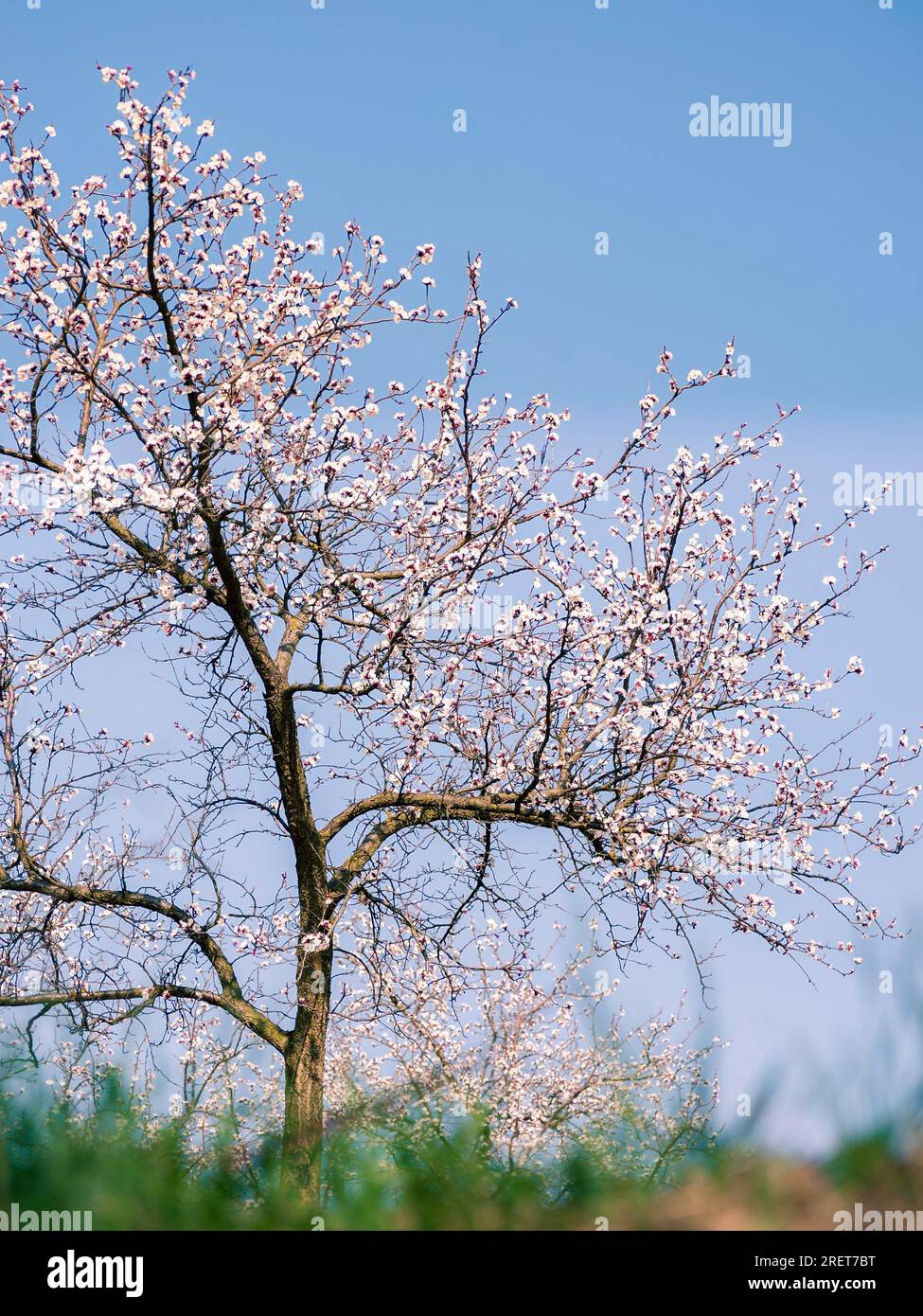 Apricot tree in full hi-res stock photography and images - Alamy