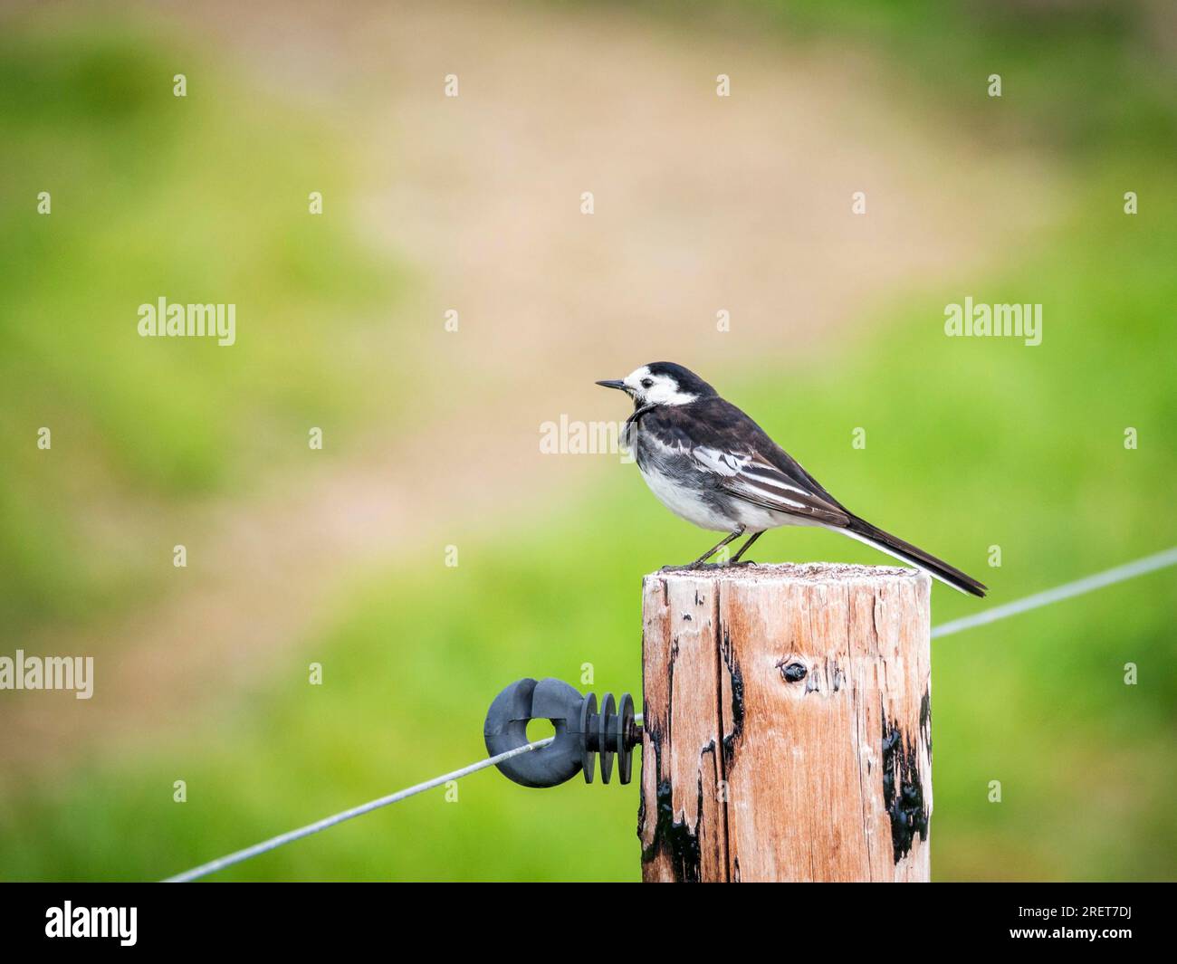 Wildlife of ireland hi-res stock photography and images - Alamy