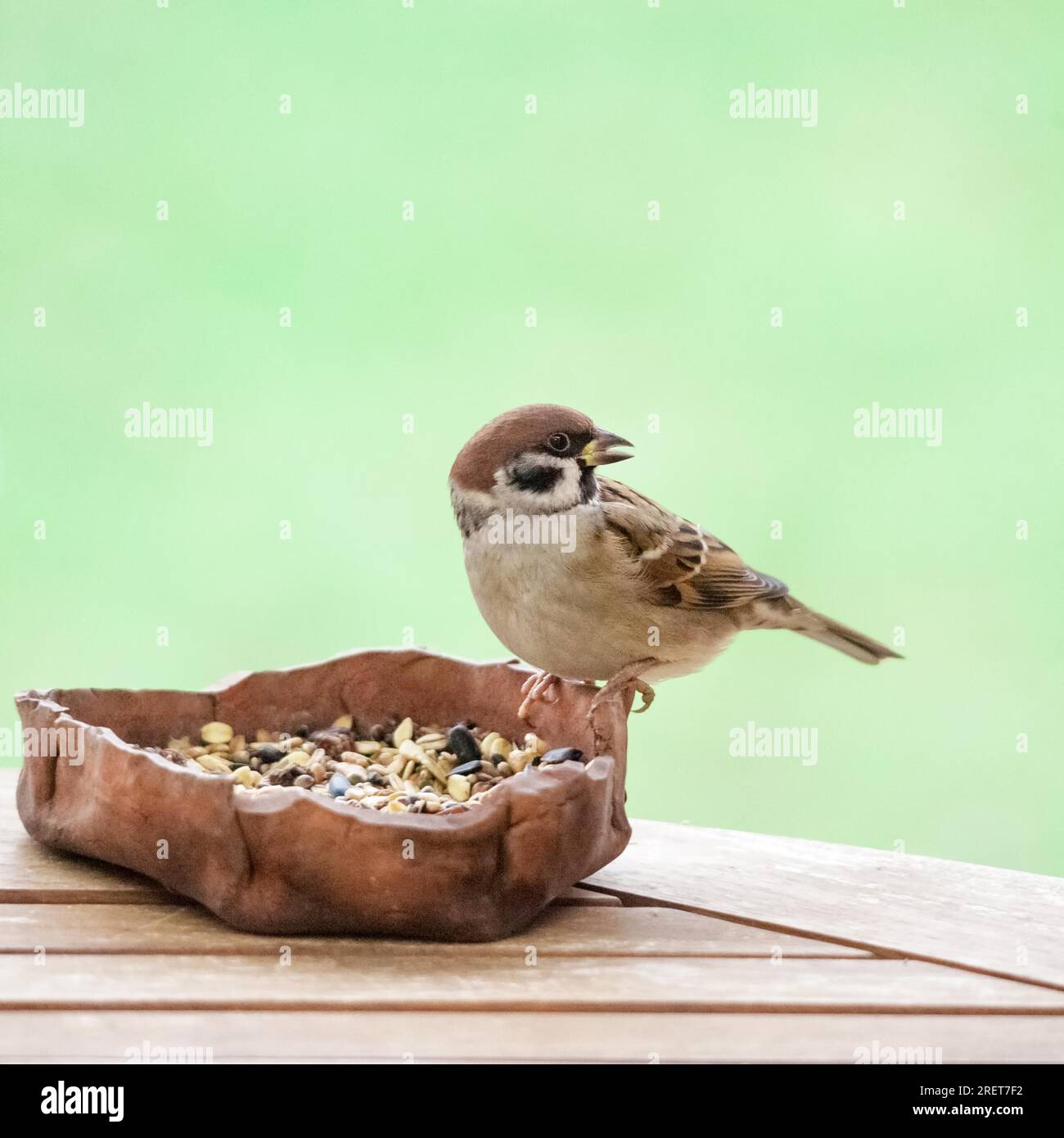 Sparrow breeding box hi-res stock photography and images - Alamy