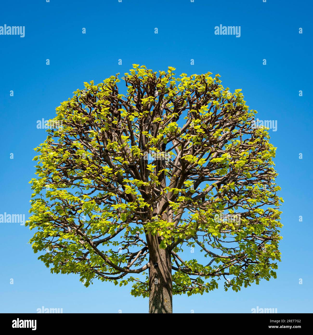 Spring shaped hi-res stock photography and images - Alamy