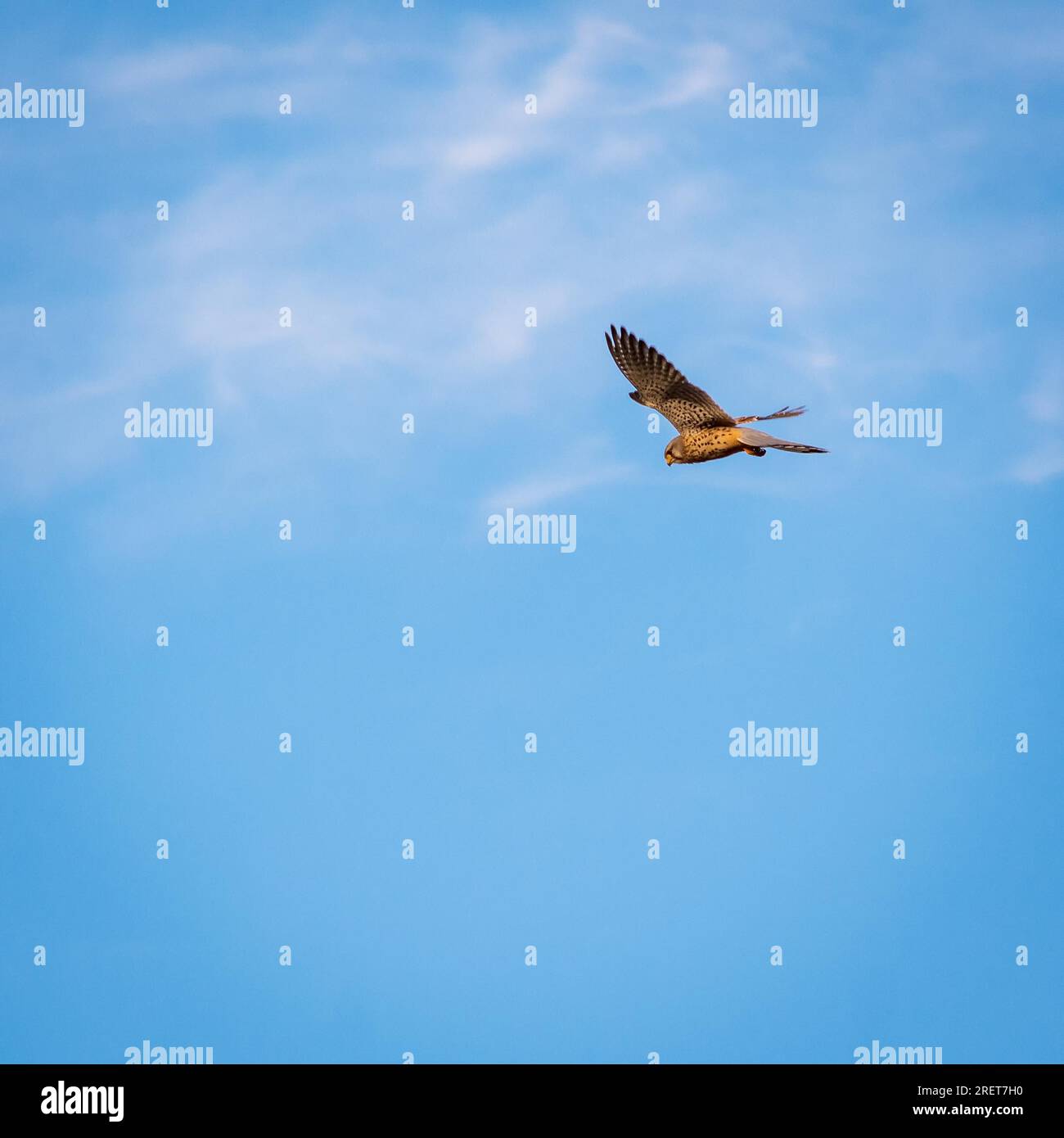 Bird falcon hi-res stock photography and images - Alamy