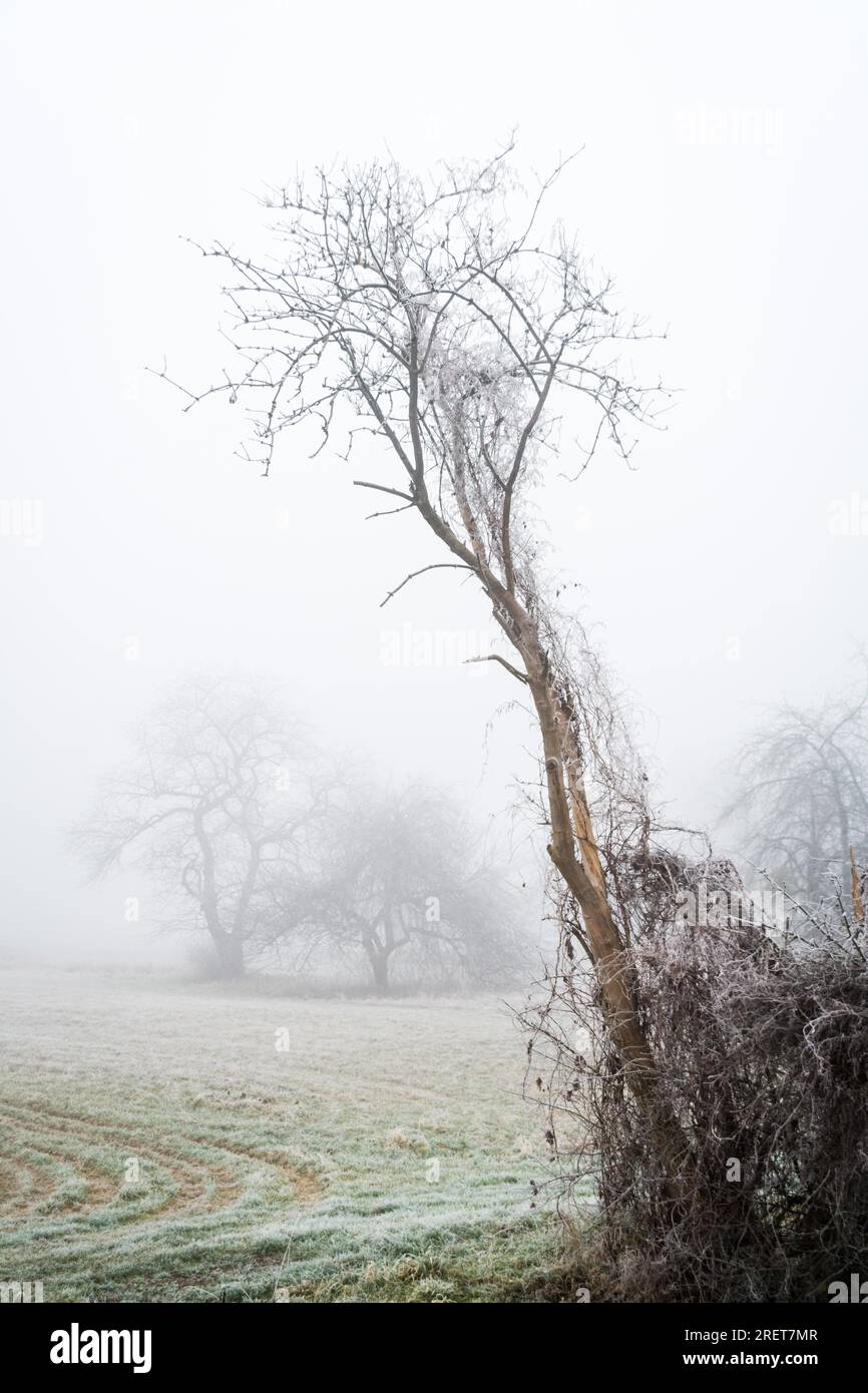 Trees in winter mist and fog Stock Photo - Alamy