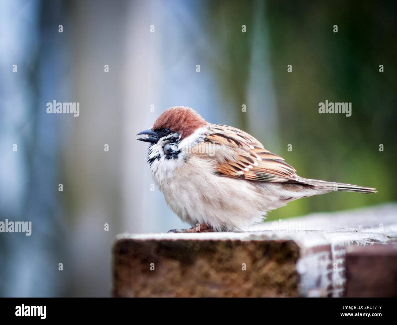 Sick sparrow with a huge tick on his neck Stock Photo - Alamy