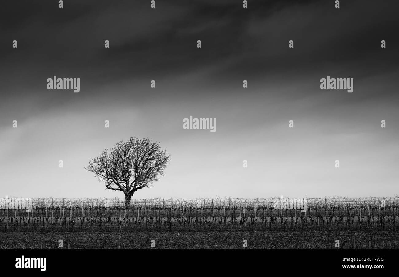 Crop cultivation Black and White Stock Photos & Images - Alamy