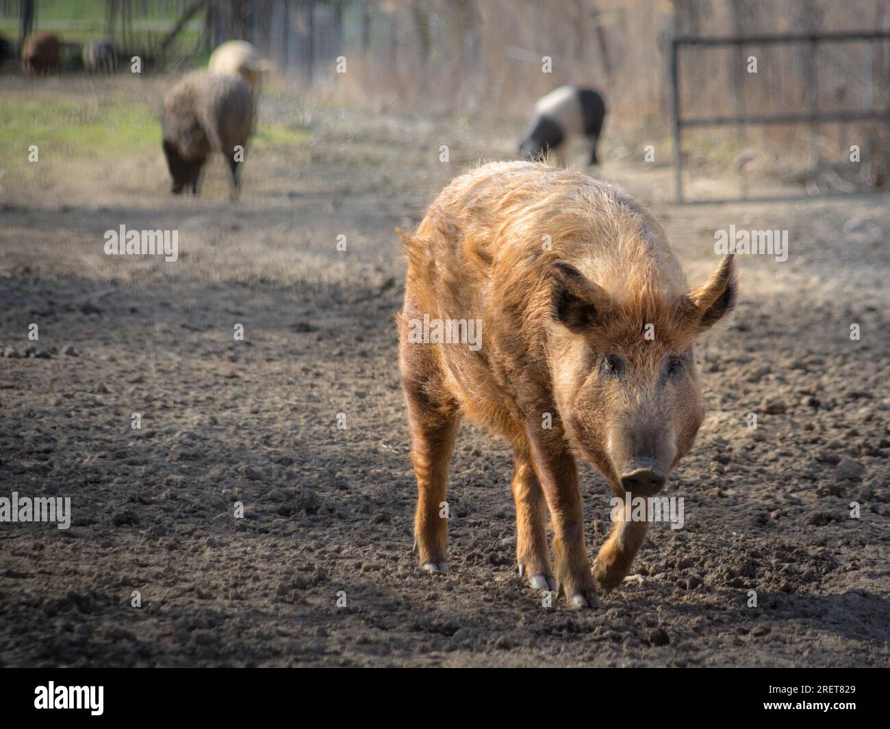 Wild boar in a pigsty Stock Photo - Alamy