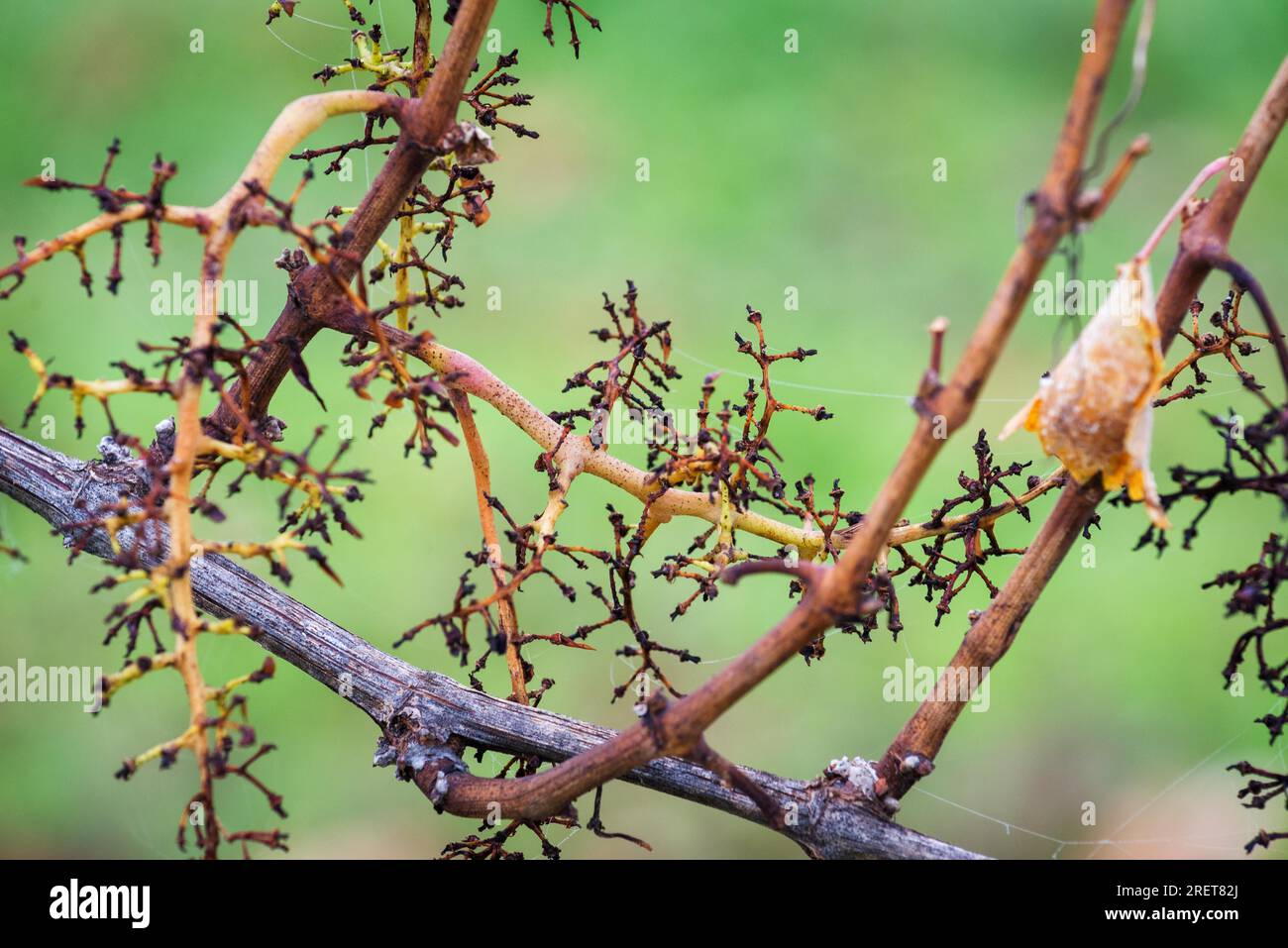 Empty grape after harvesting at a vineyard in Burgenland Stock Photo ...