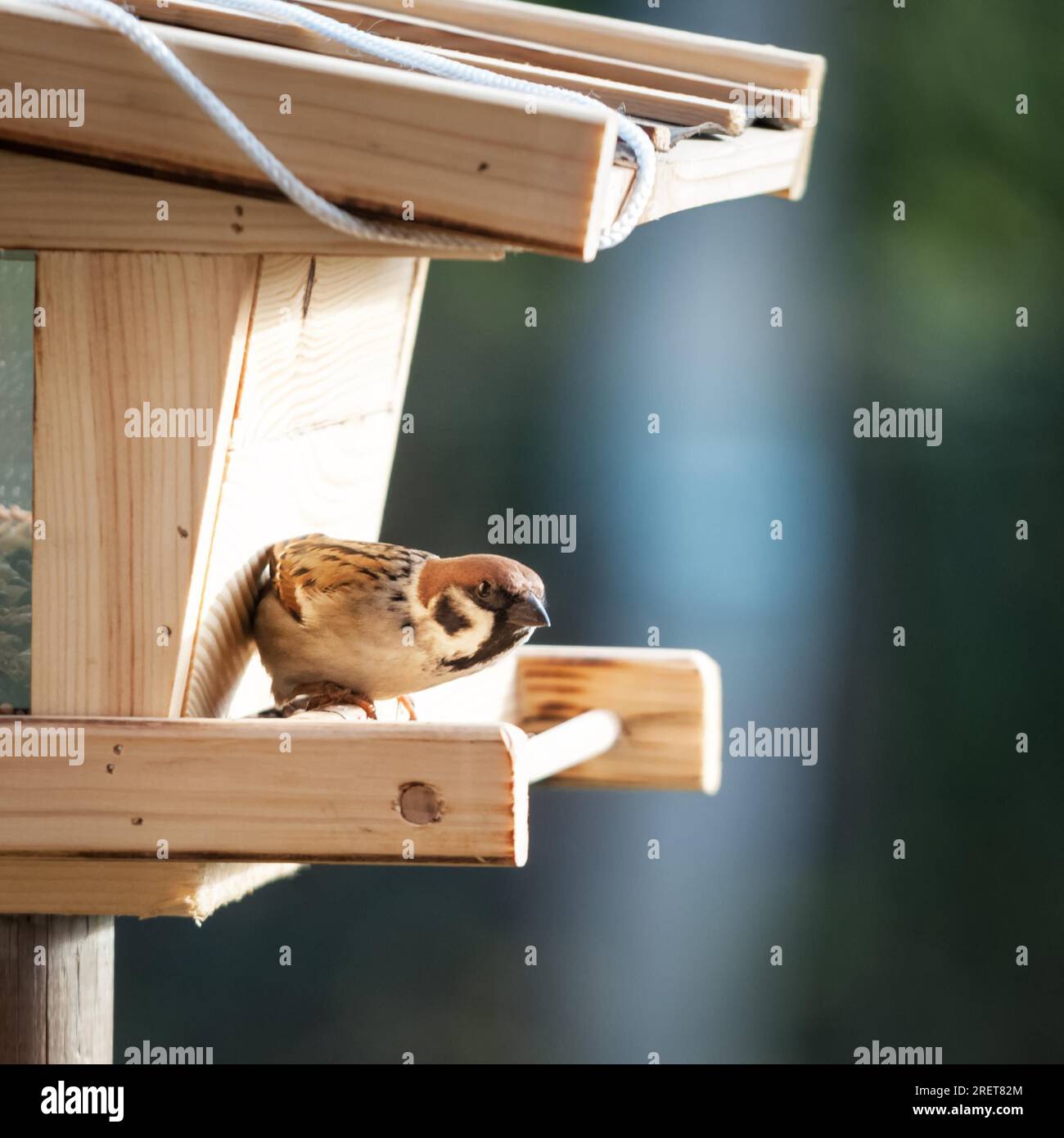 Sparrow beak hi-res stock photography and images - Alamy