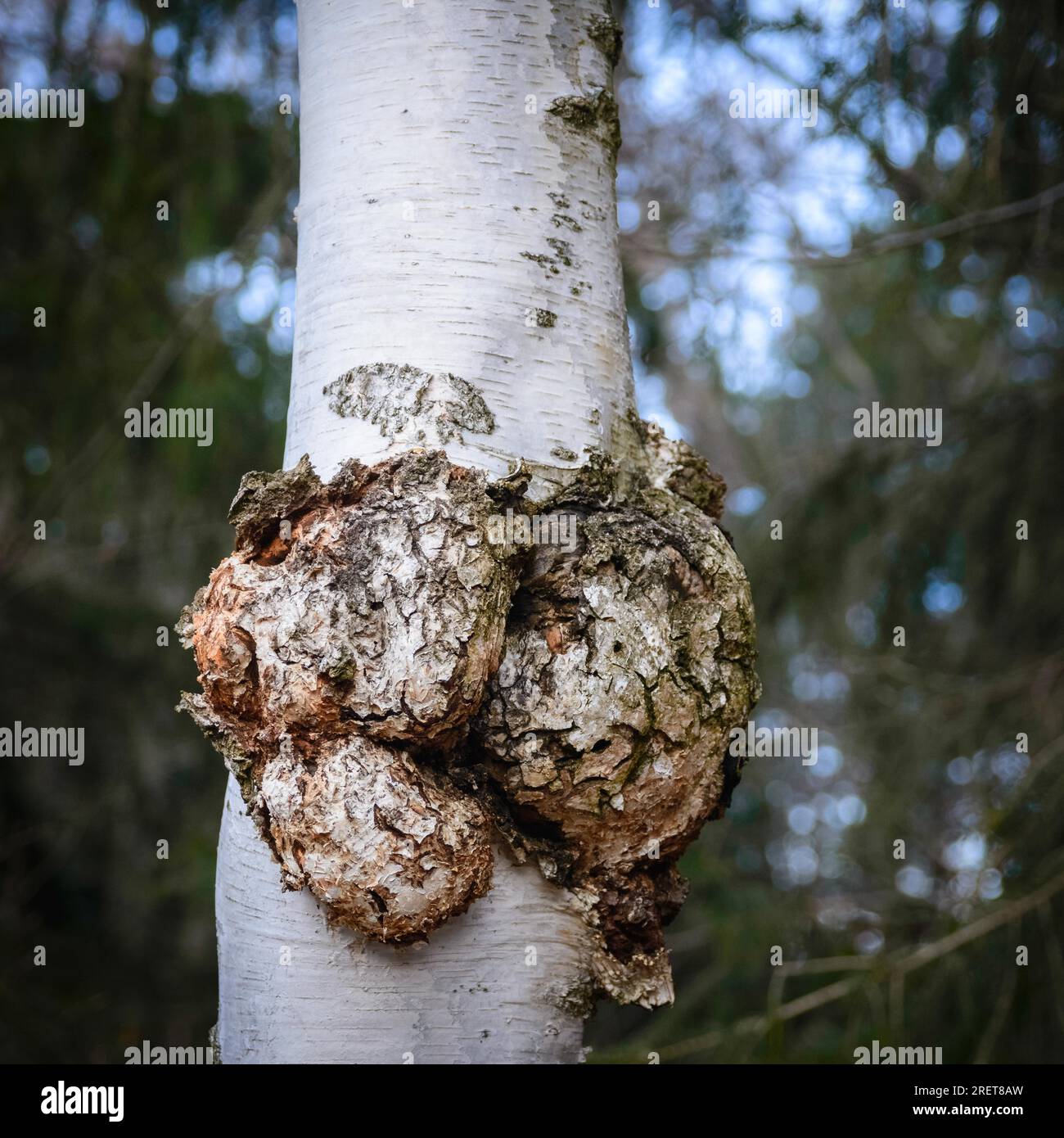 Trunk of a birch hi-res stock photography and images - Alamy