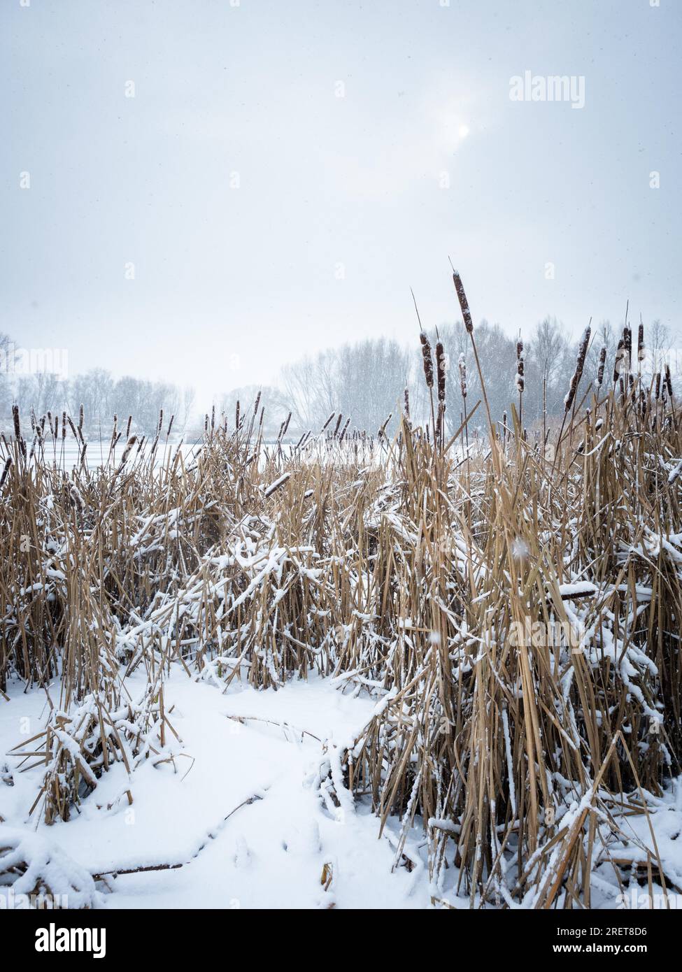Reed in the ice hi-res stock photography and images - Alamy