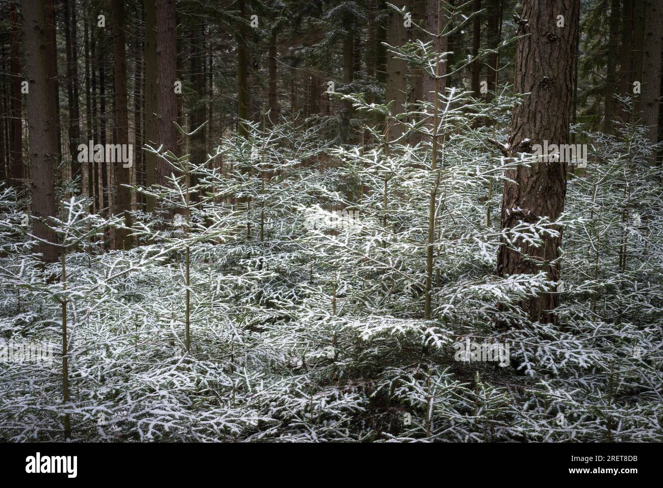Small fir trees in winter with snow in the forest Stock Photo - Alamy