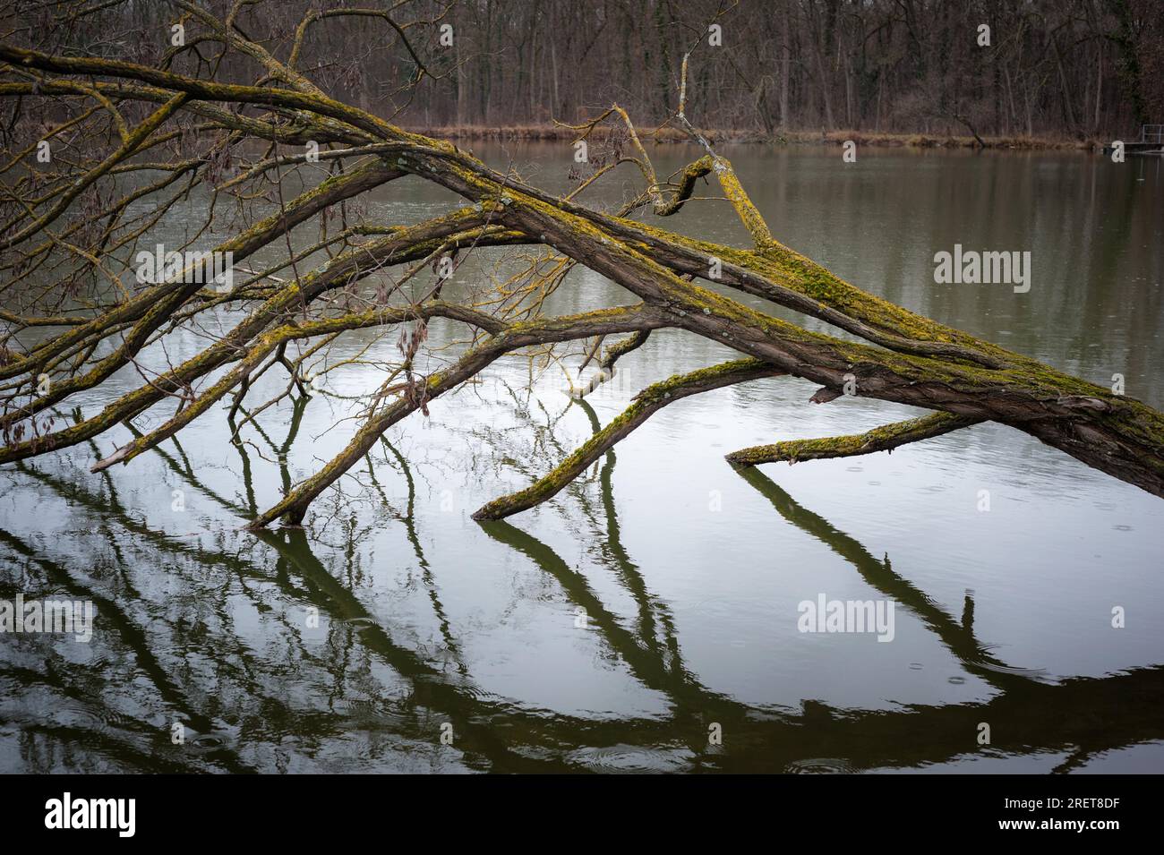 Reflected tree lying inthe water of a small lake covered with moss Stock Photo - Alamy