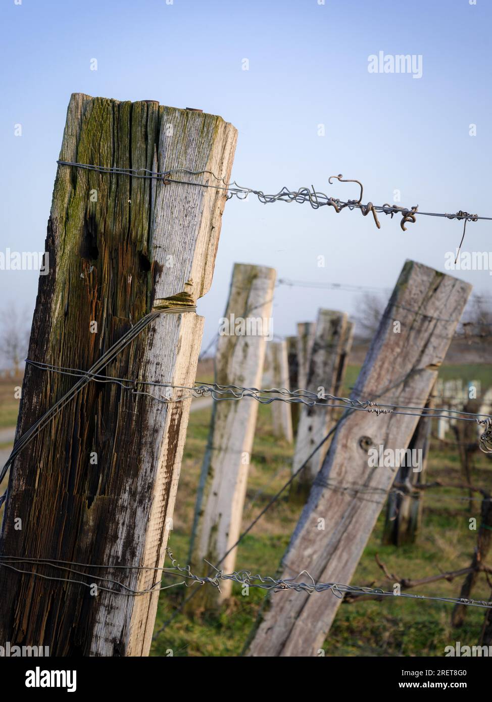 Grape vine pole hi-res stock photography and images - Alamy
