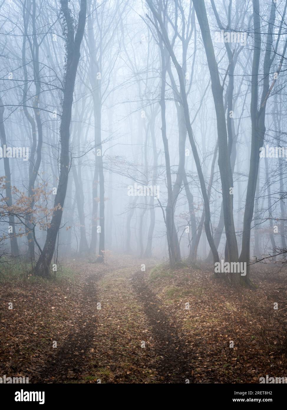 Foggy forest with path in winter Stock Photo - Alamy