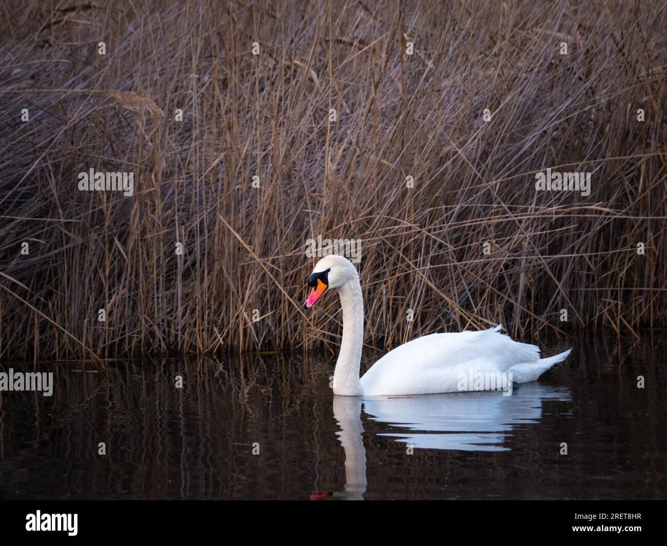 Swan on lake Neusiedlersee at a canal with reeds Stock Photo - Alamy