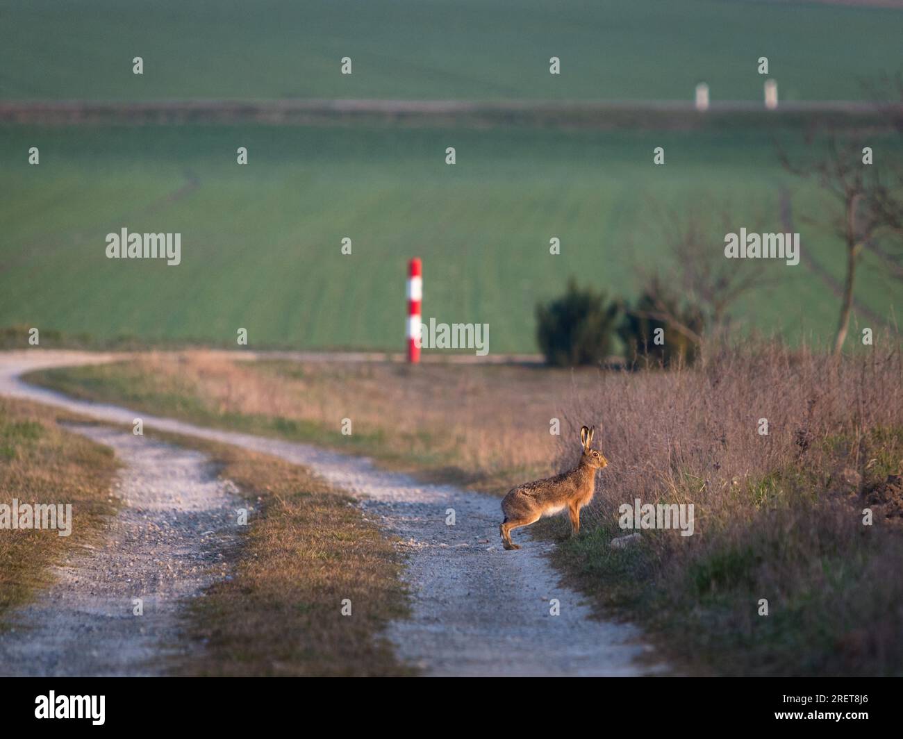 Hare crossing hi-res stock photography and images - Alamy