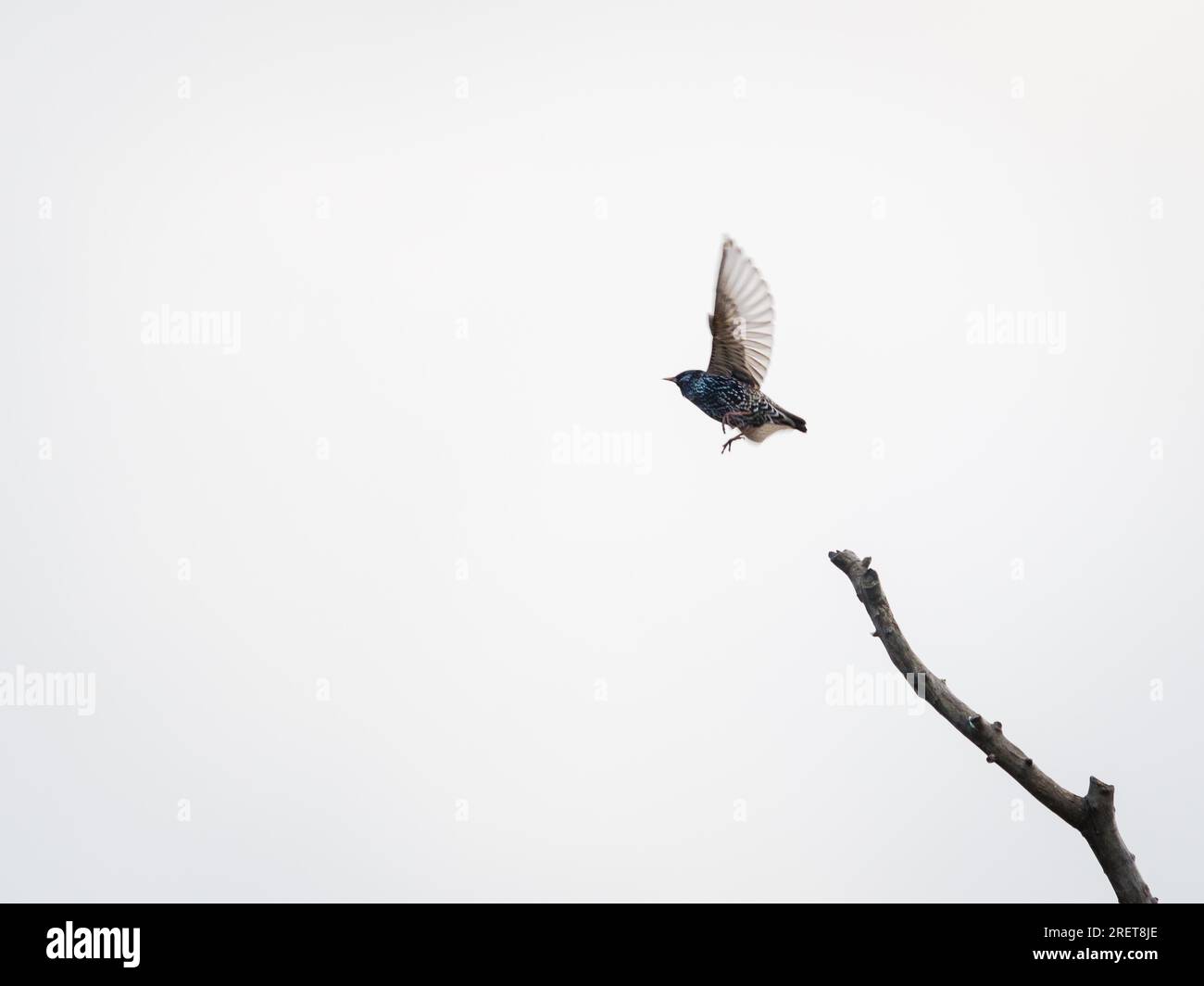 Starling flying off a branch Stock Photo - Alamy