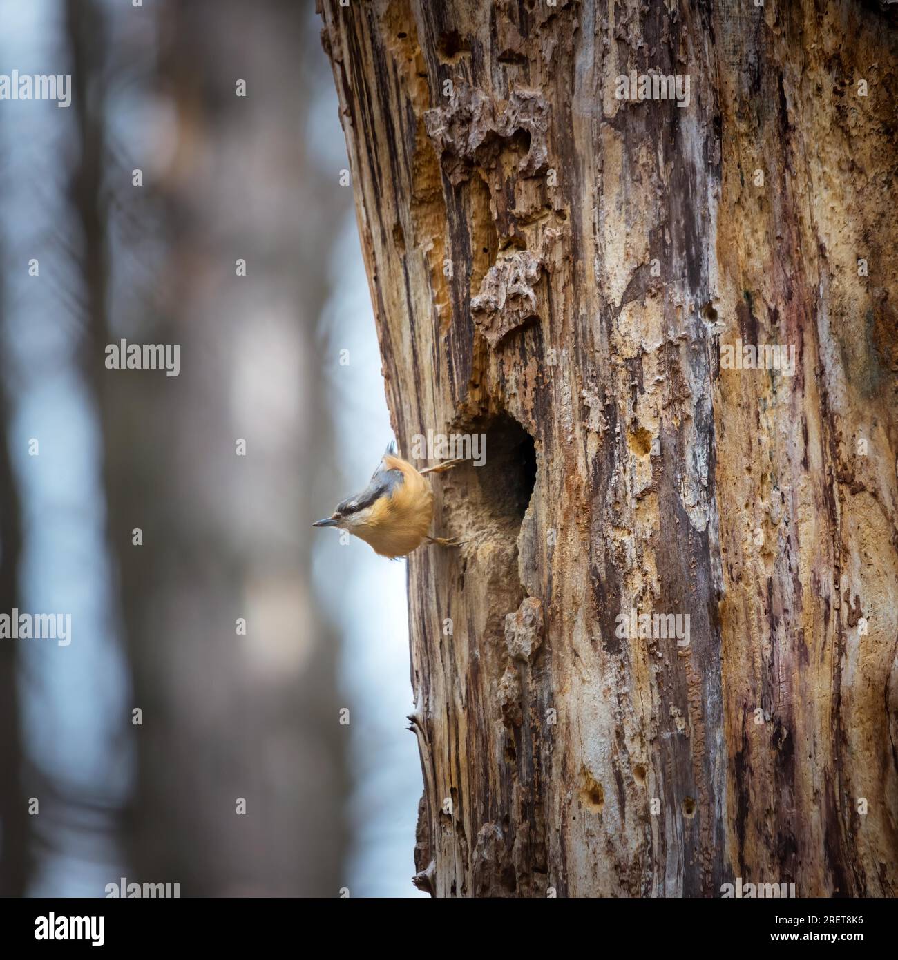 Breeding nuthatch hi-res stock photography and images - Alamy