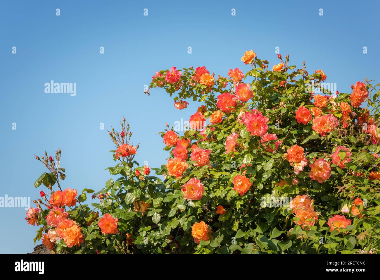 Orange rose bush with blue sky Stock Photo - Alamy