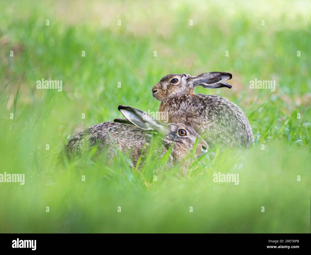 Two hares sit hi-res stock photography and images - Alamy