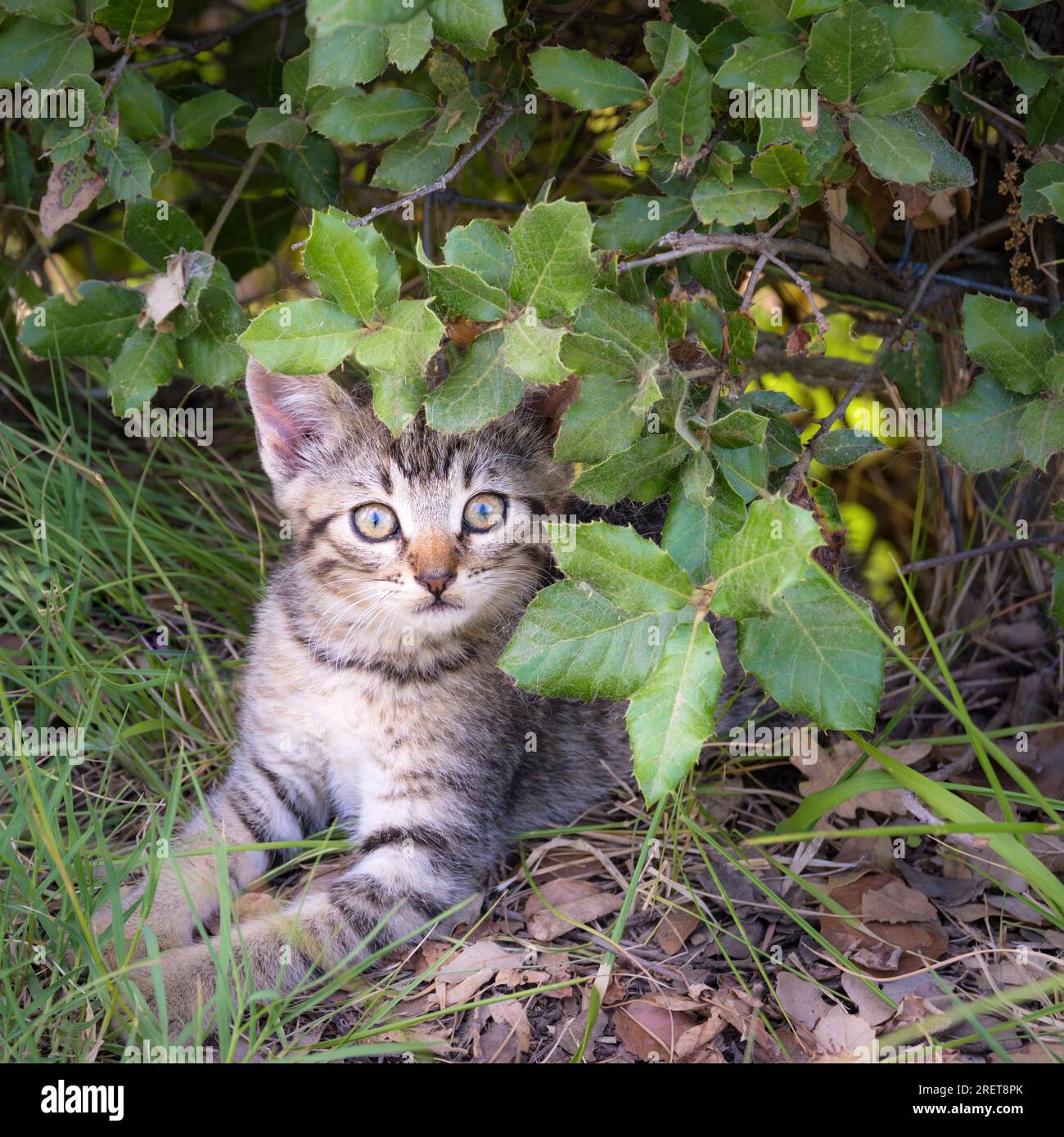 Young kitten looking out of a bush Stock Photo - Alamy