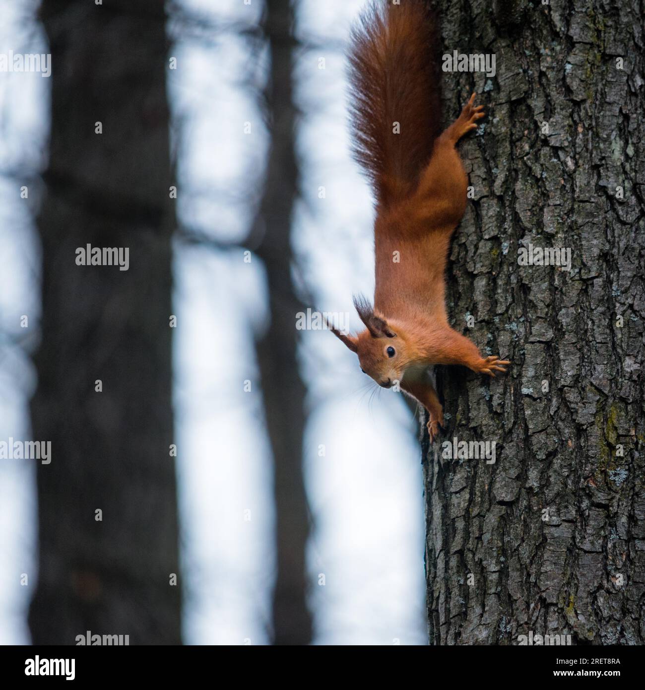 Squirrel on a tree Stock Photo - Alamy