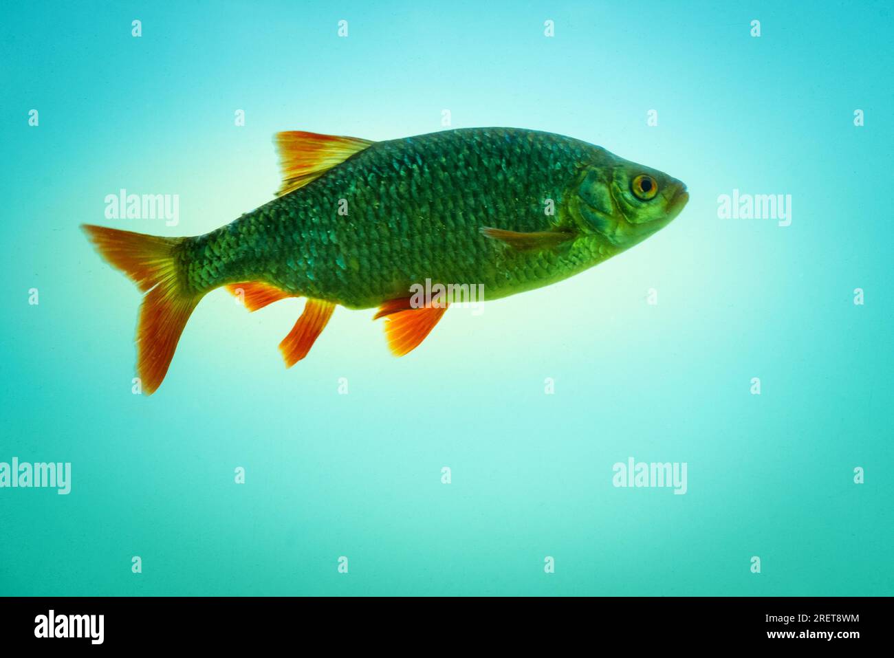 Rudd fish hi-res stock photography and images - Alamy