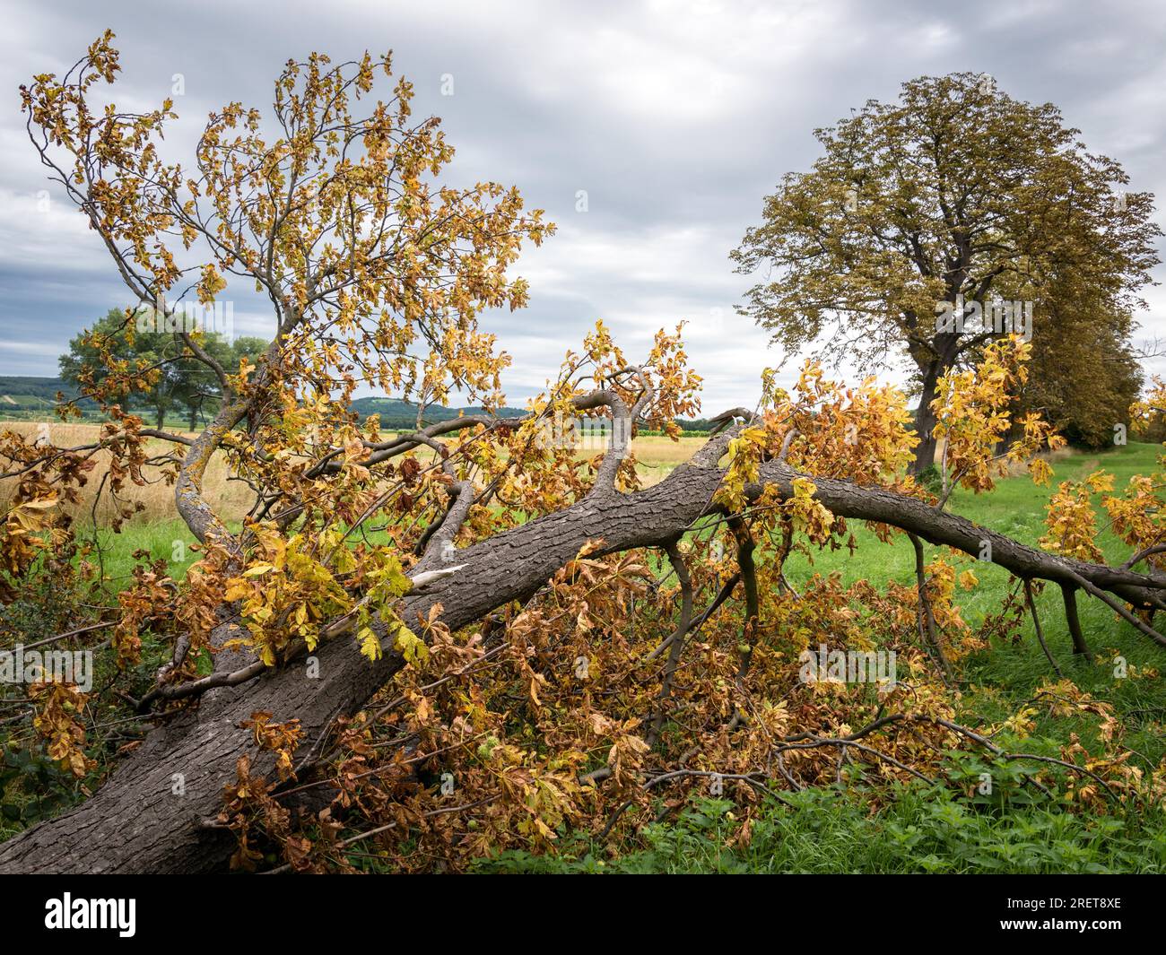 Cutted branch hi-res stock photography and images - Alamy