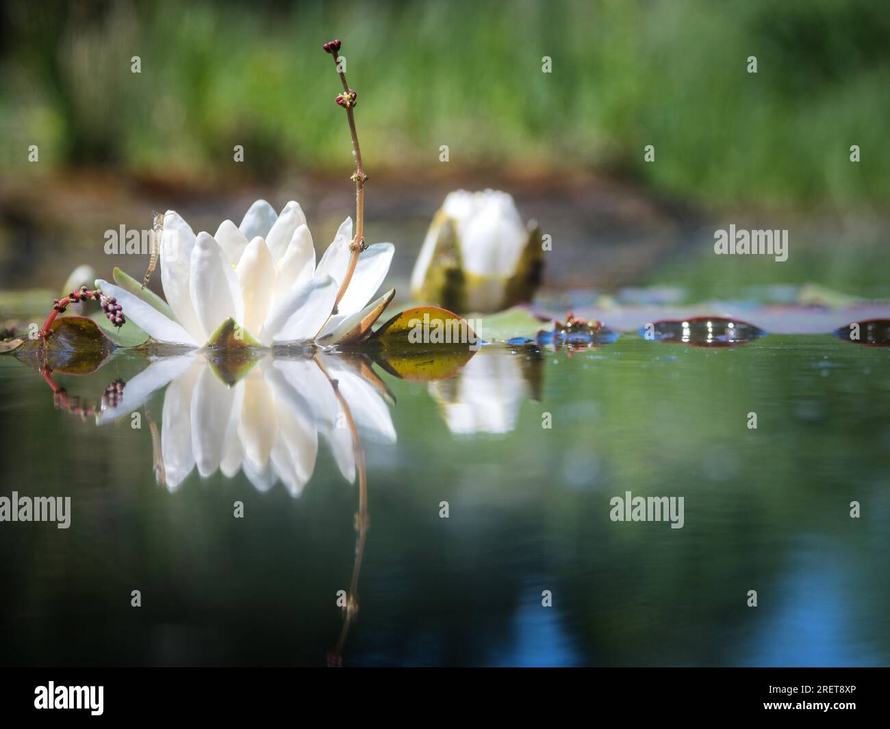 Water lily reflection on a pond Stock Photo - Alamy