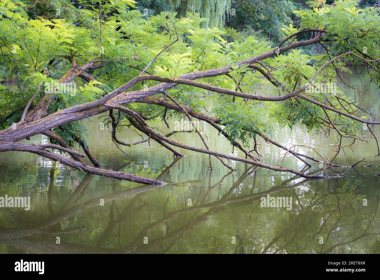 Lake water tree branches nature hi-res stock photography and images - Alamy