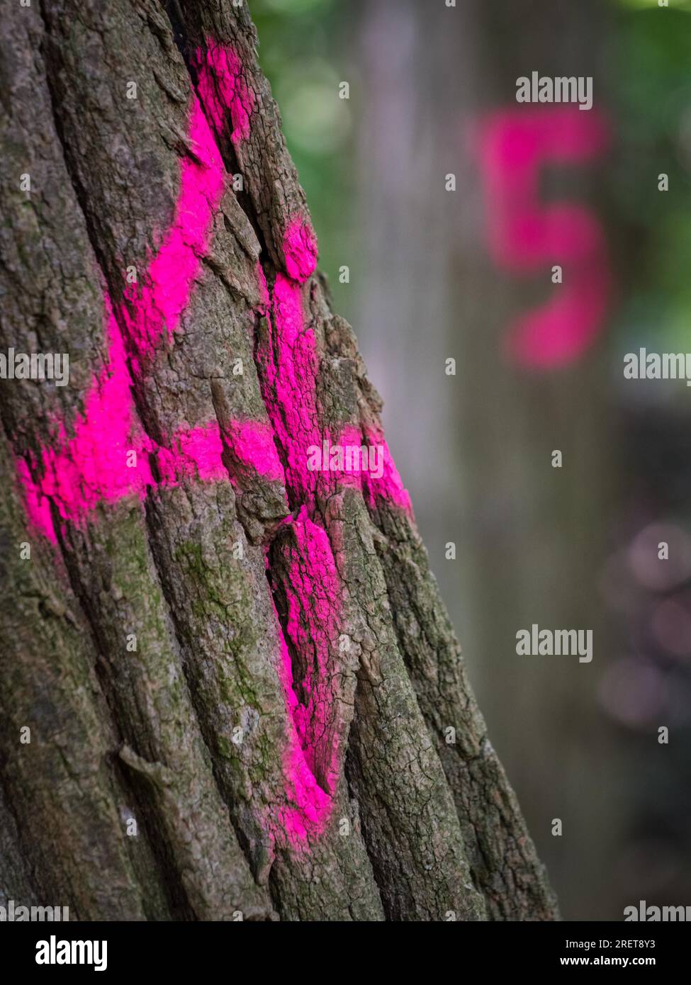 Pink numbers on trees for cutting Stock Photo - Alamy