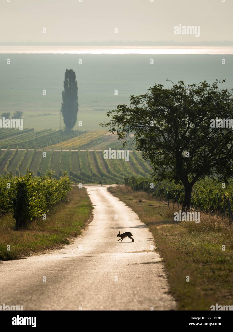 Rabbit crossing hi-res stock photography and images - Alamy