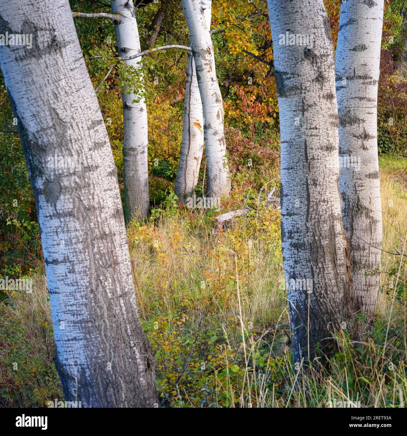 Birch tree trunks hi-res stock photography and images - Alamy