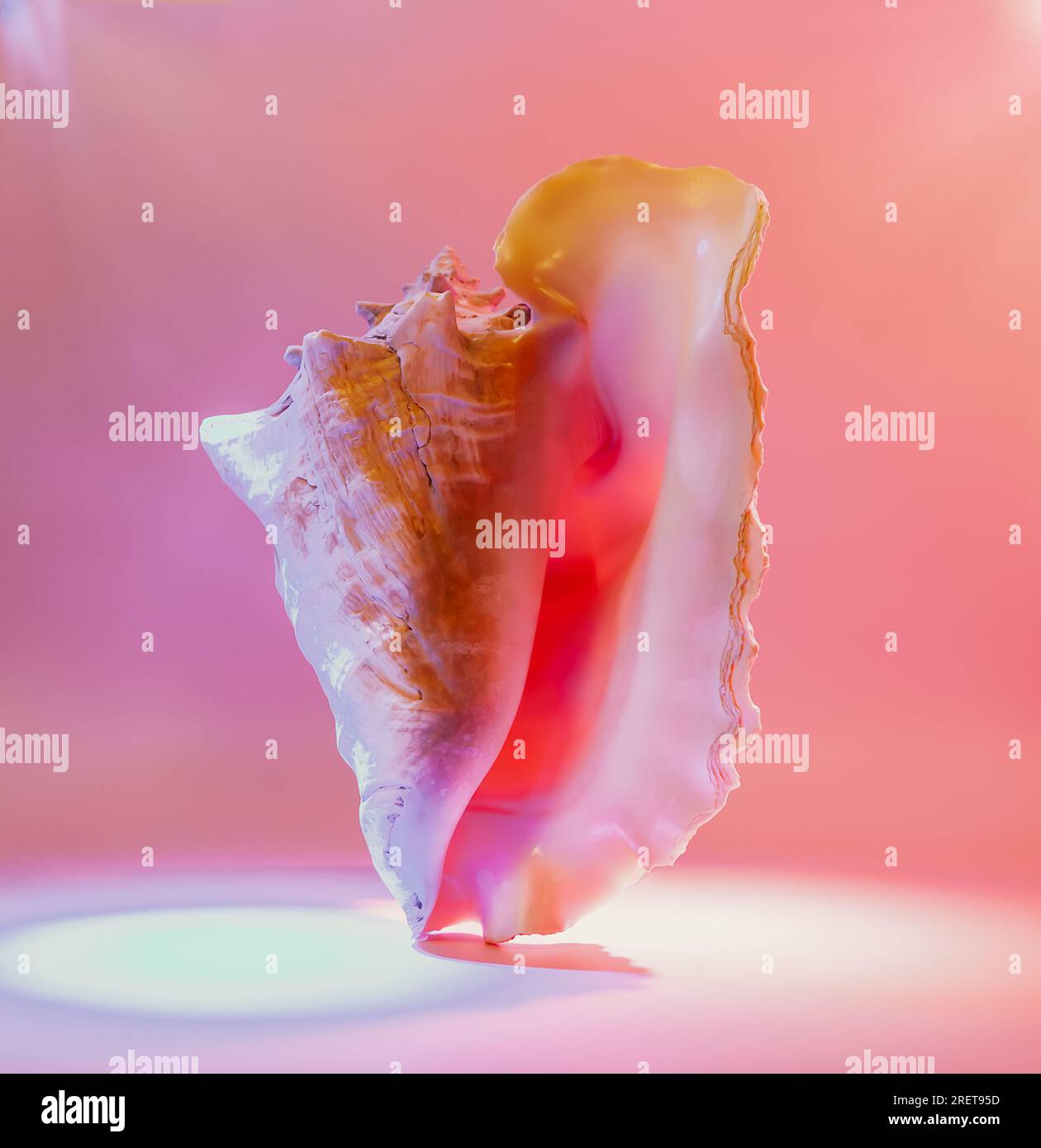 sea shell pink in neon light on stage, balance Stock Photo - Alamy