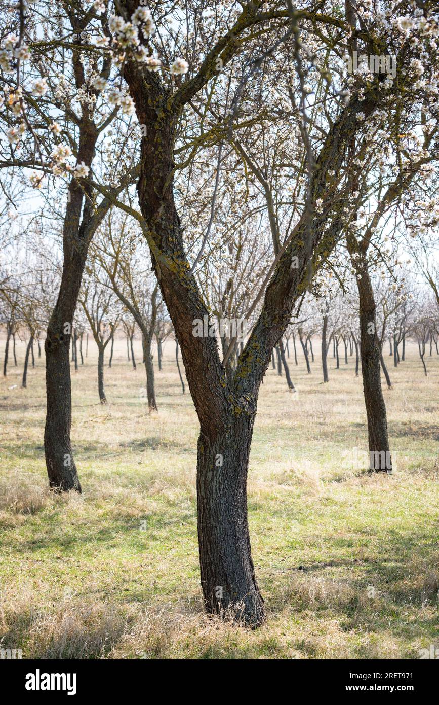 Blooming almond tree garden background Stock Photo - Alamy