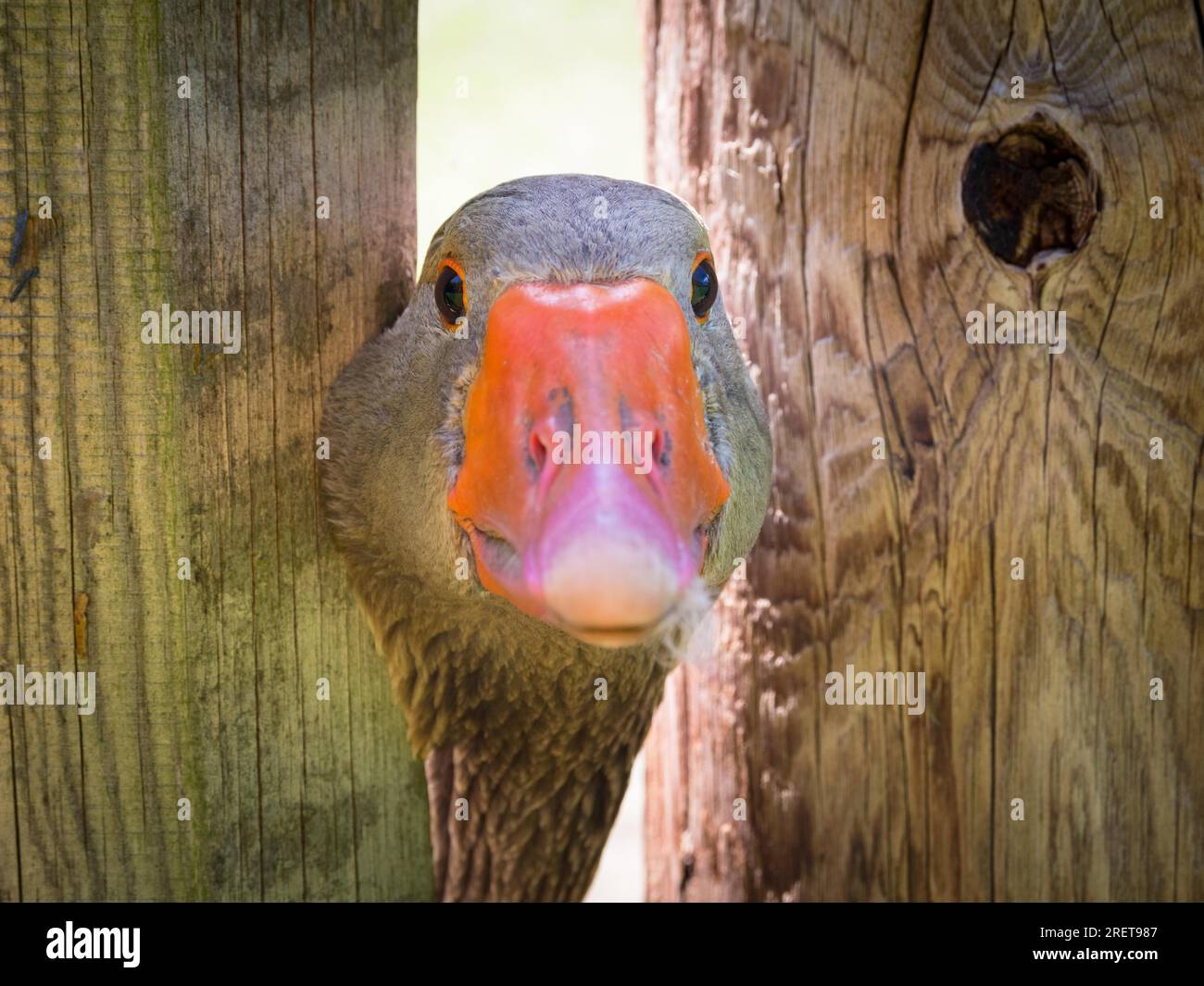 Goose looking at you hi-res stock photography and images - Alamy
