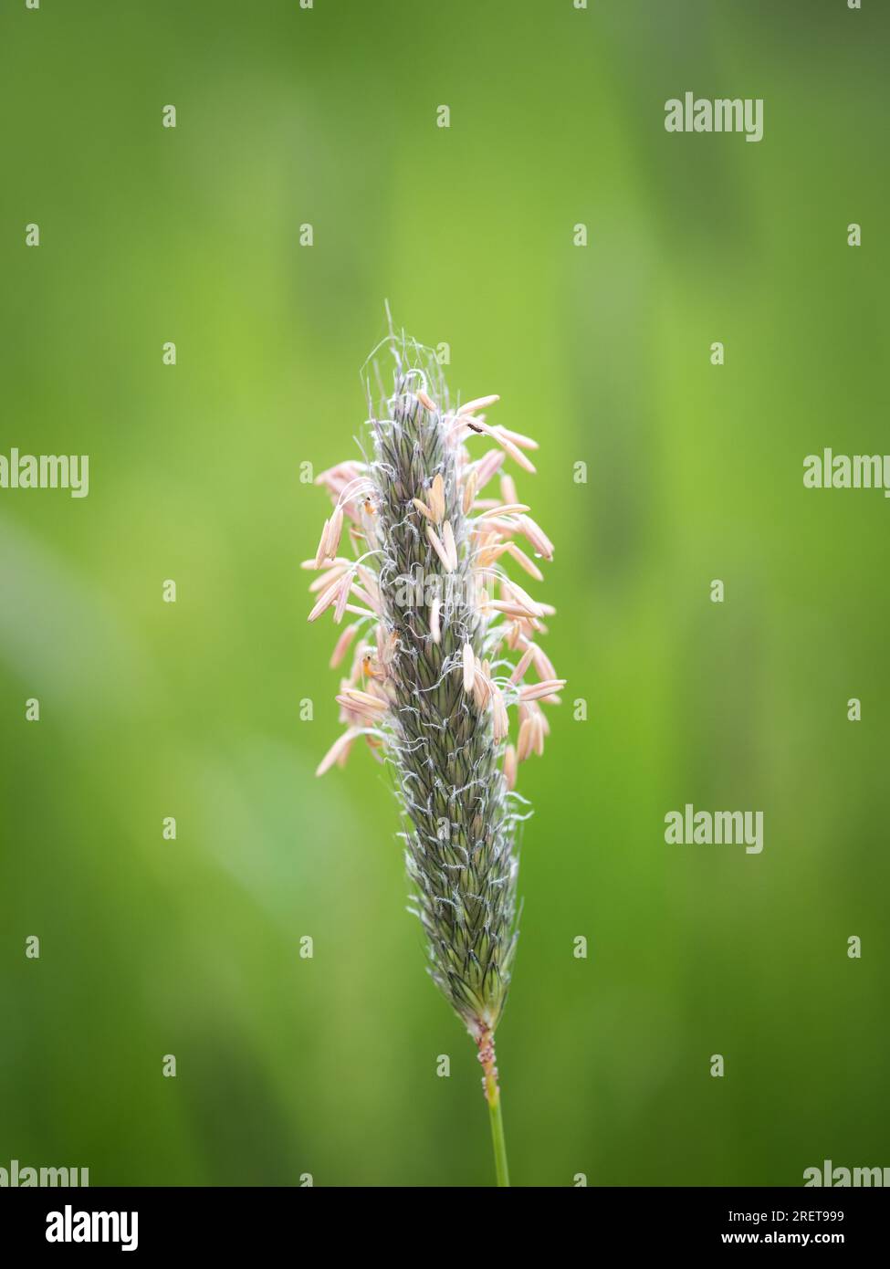 Grass awn hi-res stock photography and images - Alamy
