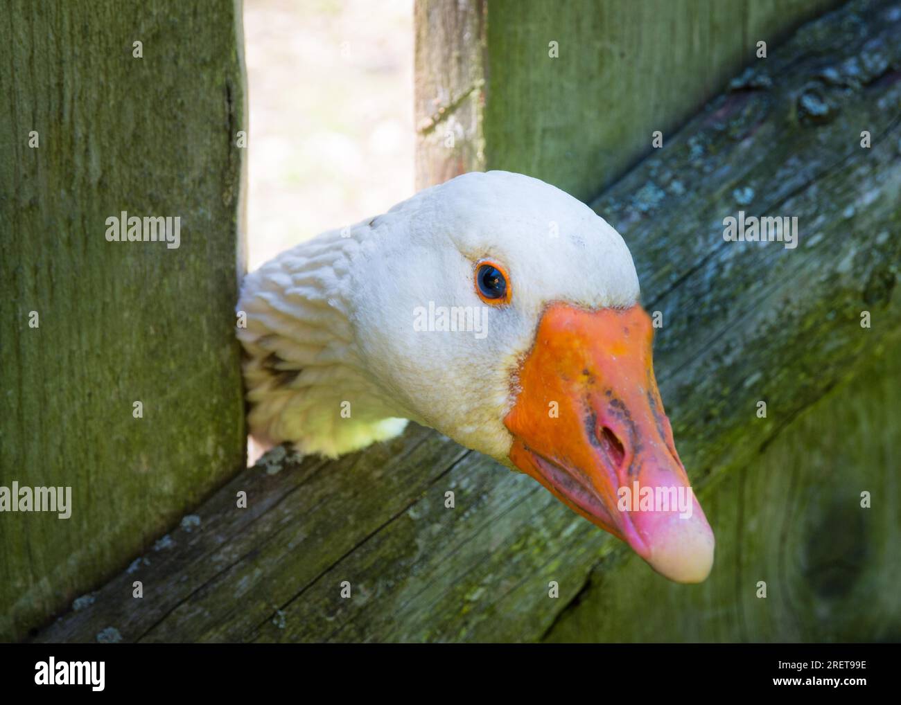 Closeup goose looking through the fence of the outdoor farm area Stock ...