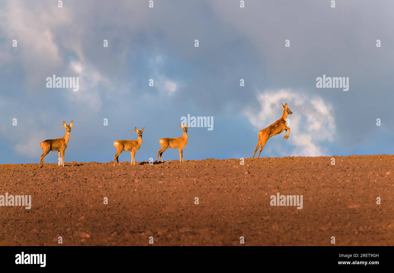 Jump of deer hi-res stock photography and images - Alamy