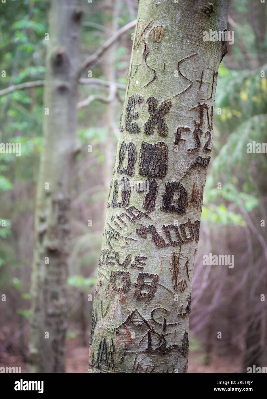 Trees with inscriptions on the bark Stock Photo - Alamy